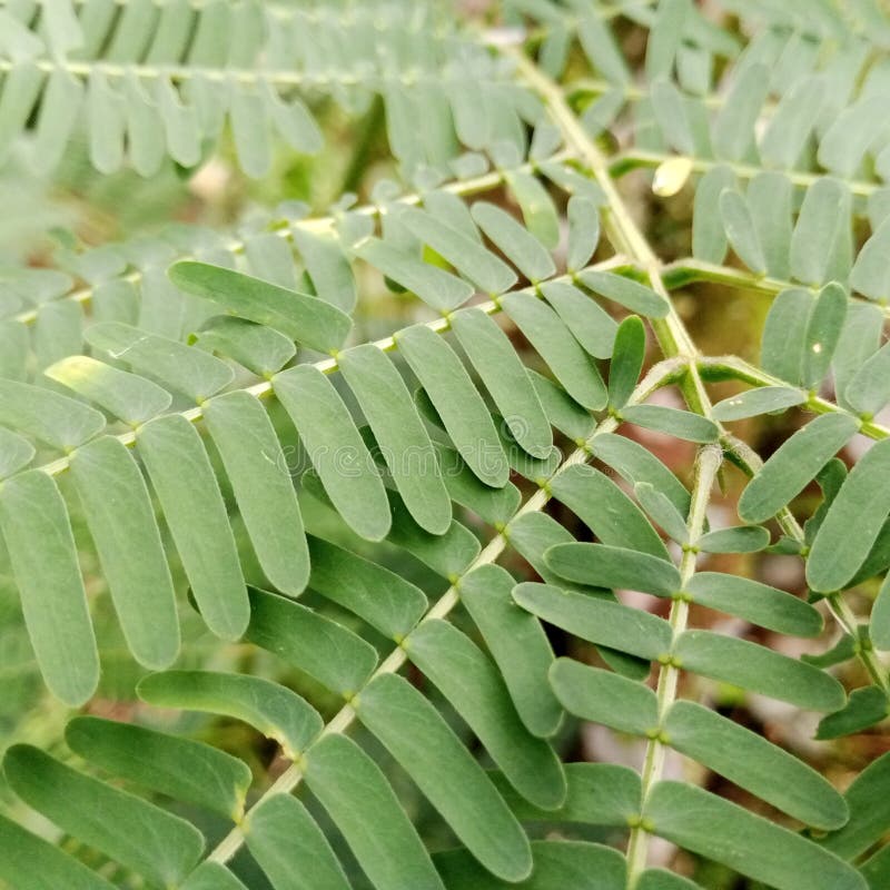 The Leaves of the Calliandra Tree Stock Image - Image of leaves ...