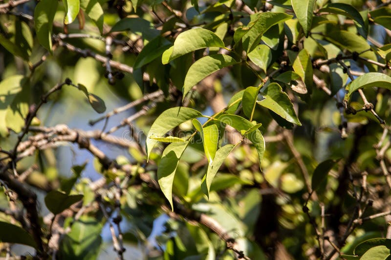 Leaves of Camphor, Cinnamomum Camphora Stock Photo - Image of ...
