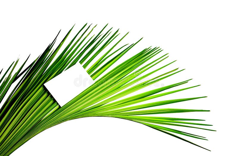 Leaves and card. stock image. Image of botany, coconut - 86141213