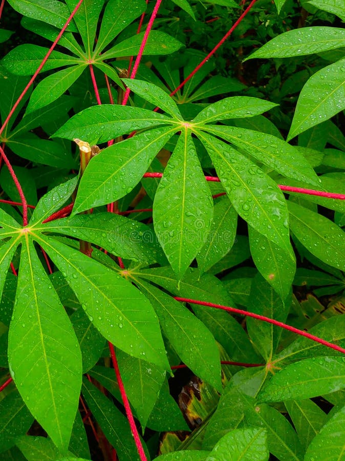 Cassava tree stock photo. Image of nature, vegetation - 212425522