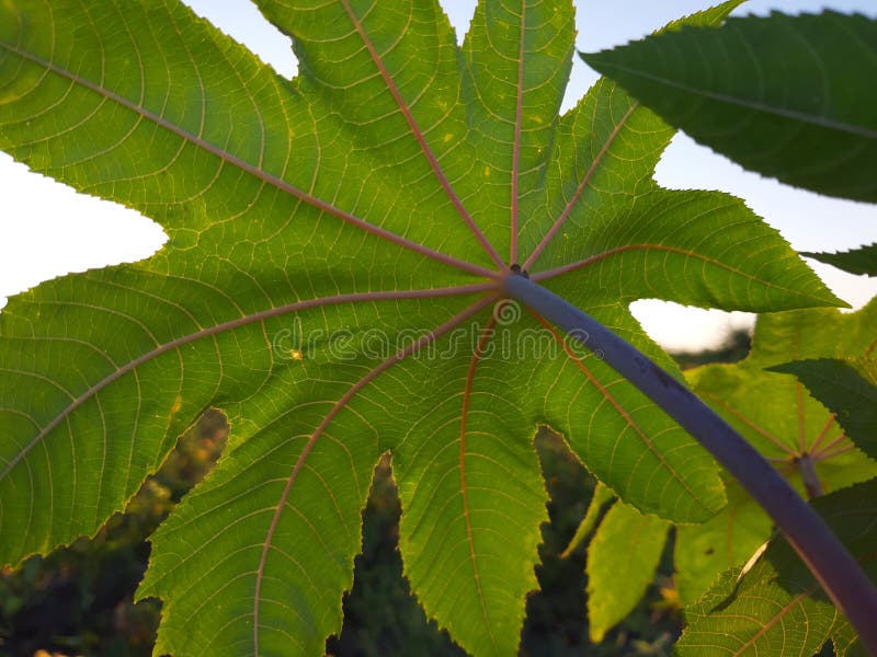 Leaves of castor stock image. Image of evergreen, collection - 232808139