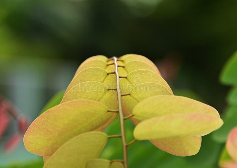 Leaves Change Color in Spring. Stock Photo - Image of focus, closeup ...