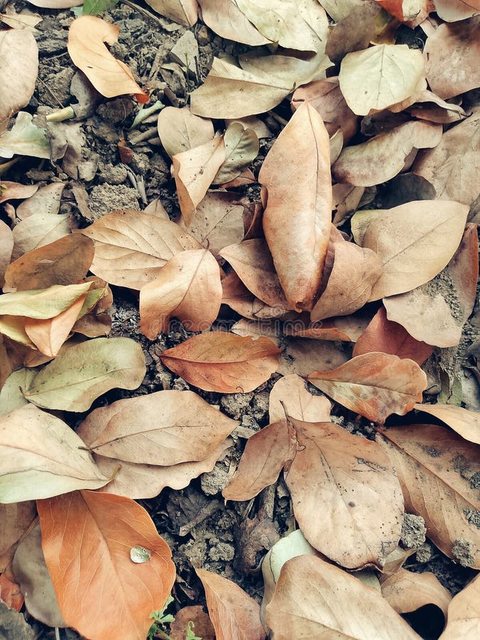 These Leaves that Change Color Will Become Dry Leaves that Fall from ...
