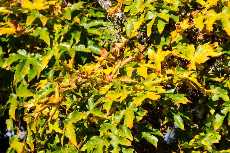 Leaves Changing Colors in Autumn, California Stock Image - Image of ...