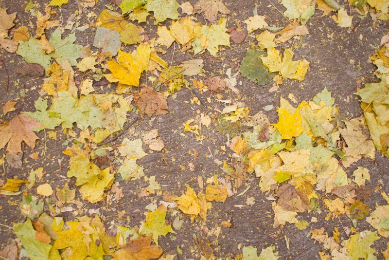 Leaves Changing Colors stock photo. Image of fall, natural - 140771394