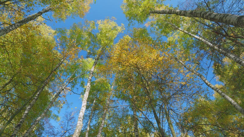 Leaves Changing Colors in Fall. Autumn Forest Park Landscape with ...
