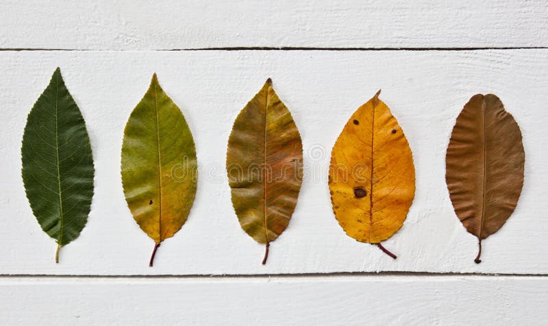 Leaves Changing Colors from Green To Brown Stock Image - Image of ...