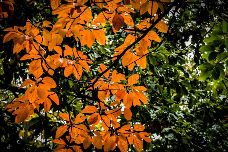 Leaves Changing To Orange in Fall Stock Image - Image of autumn, fall ...