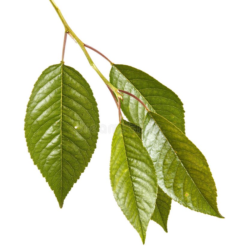 Leaves of a Cherry Tree on a Branch. Isolated on White Stock Photo ...