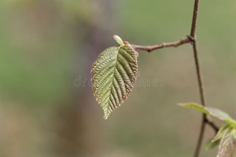 Leaves of a Chinese Hazel Tree Corylus Chinensis Stock Photo - Image of ...
