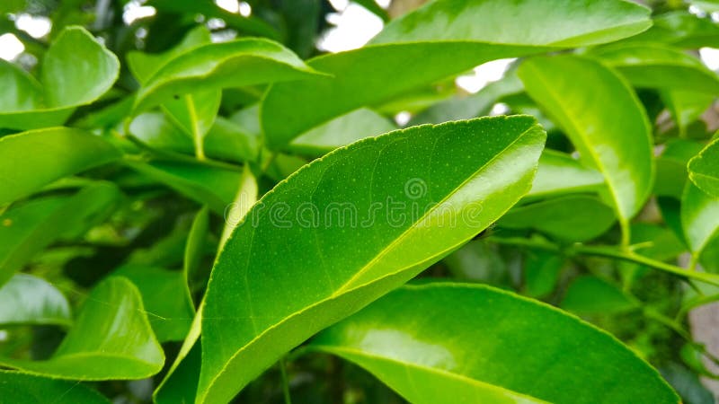 Leaves of the citron plant stock image. Image of background - 227572675