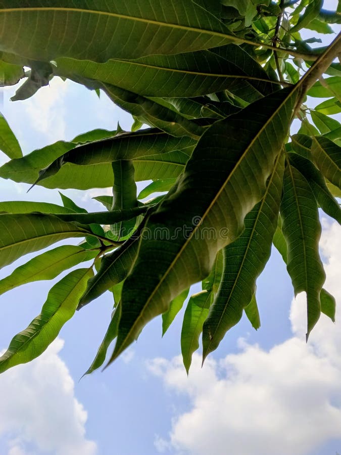 Leaves and clear sky view stock photo. Image of clear - 314954024