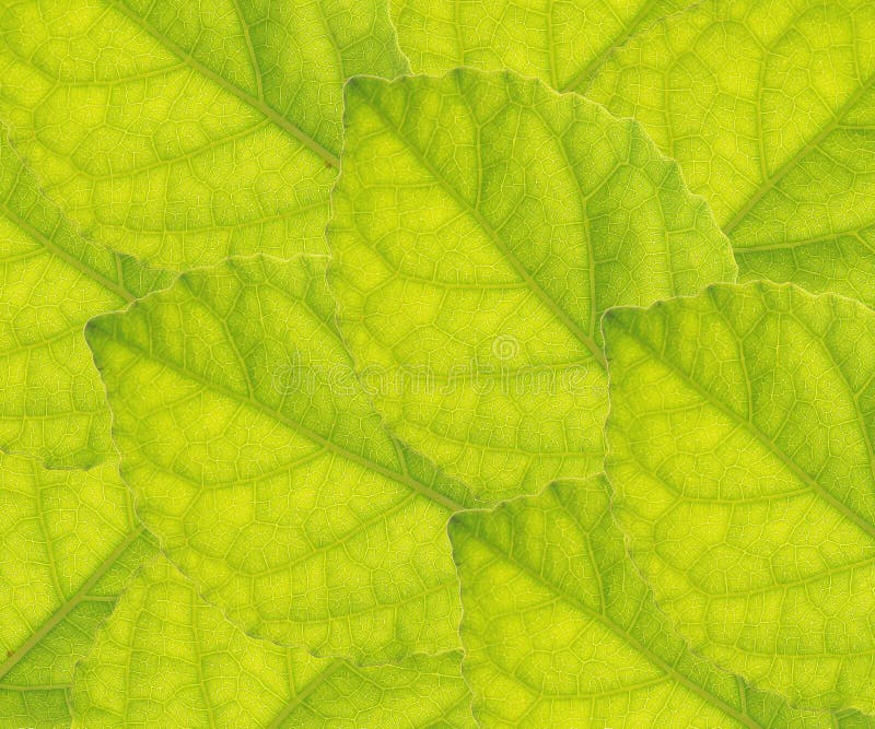 Leaves close up stock image. Image of fresh, flora, field - 24759487