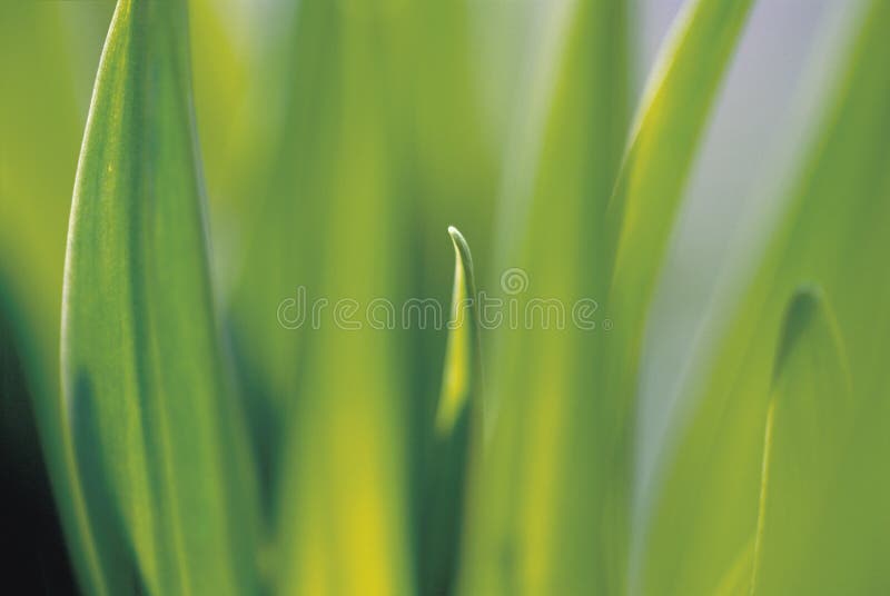 Leaves close up stock image. Image of closeup, nature - 30845105