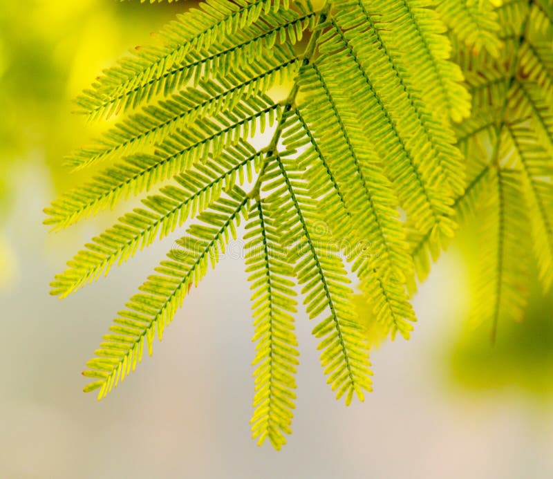 Leaves close-up stock image. Image of texture, spring - 4794173