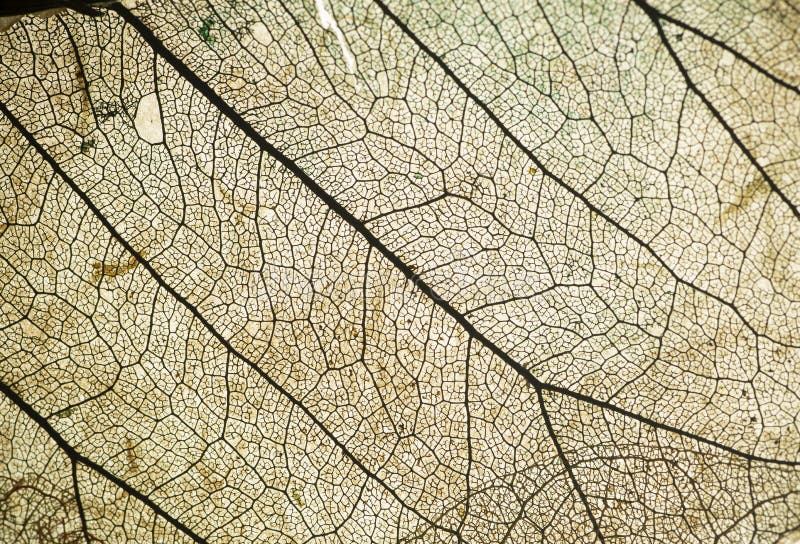 Leaves Close Up Background. Dry in Old Leaves with a Micro Pattern on a ...