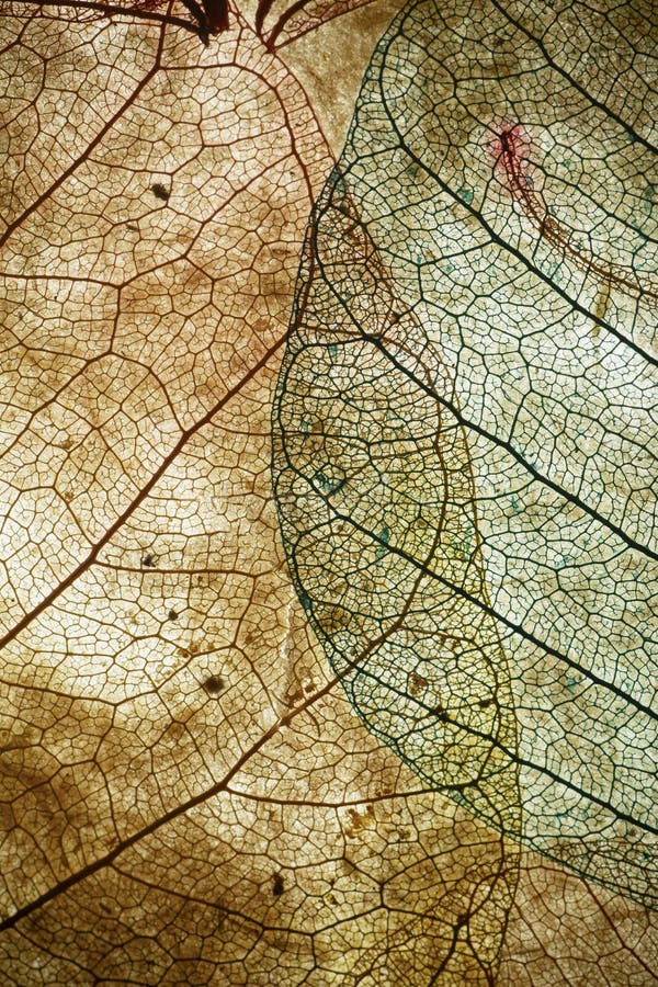 Leaves Close Up Background. Dry in Old Leaves with a Micro Pattern on a ...