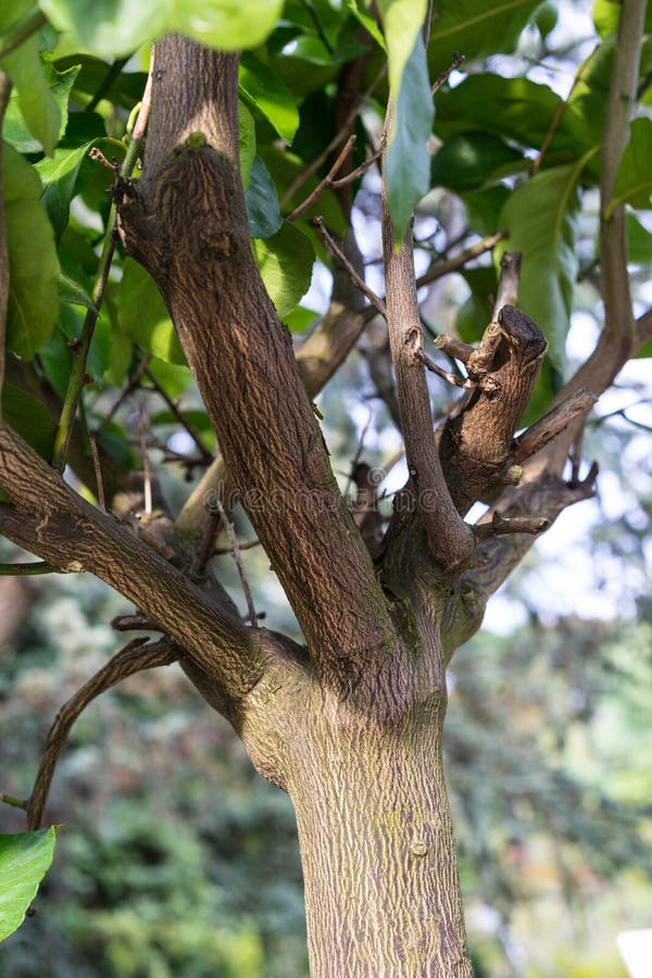 Tree Trunk Leaves Close Up of Citrus Limon Plant Stock Photo - Image of ...