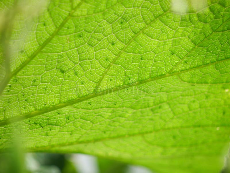 Leaves stock image. Image of nature, background, fiber - 91309247