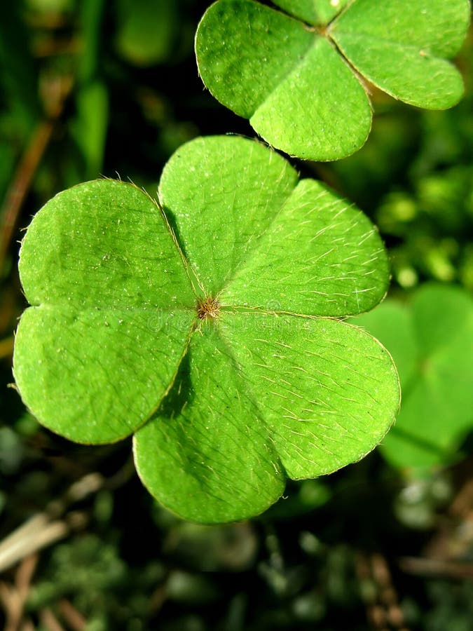 Leaves of clover stock photo. Image of green, plants, plant - 1314816