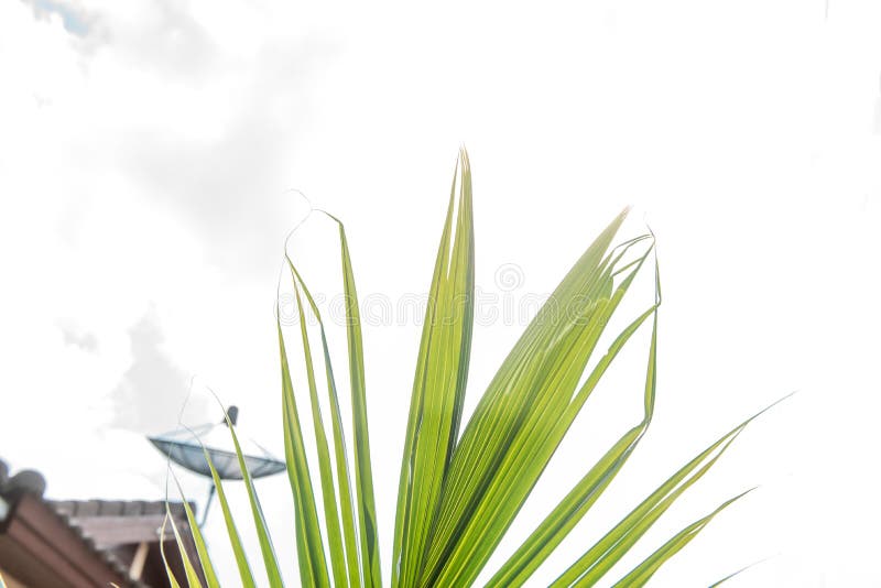 Leaves of Coconut Tree on Blue Sky Background Stock Photo - Image of ...