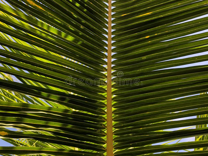 The Leaves of the Coconut Tree are Visible in the Sun Stock Photo ...