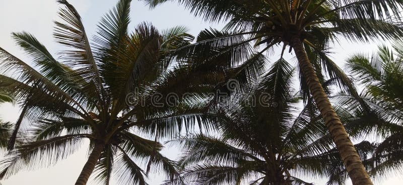 The Leaves of Coconut Trees and Many Trees Look Good? Stock Photo ...