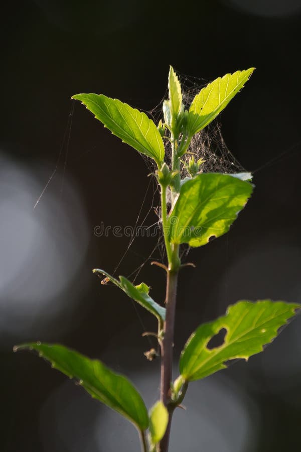 Cogweb Stock Photos - Free & Royalty-Free Stock Photos from Dreamstime