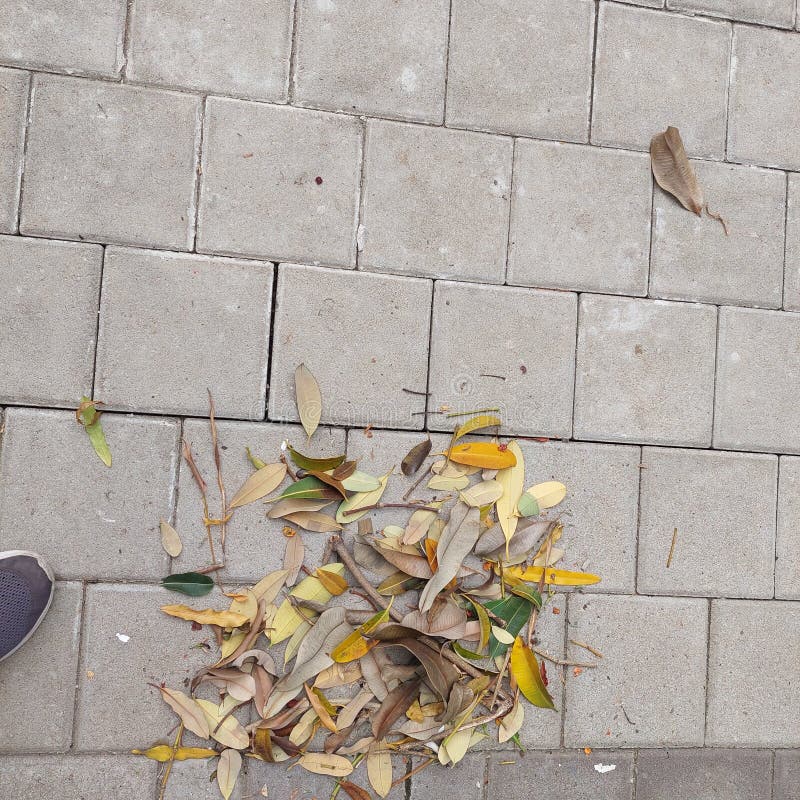 ,leaves Collected on the Outdoor Floor Stock Image - Image of brick ...