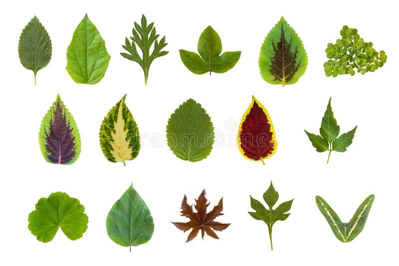 Leaf Collection Set stock image. Image of resolution - 29493177