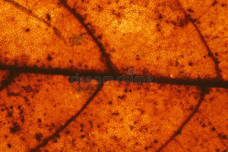 Leaves stock photo. Image of color, october, chokeberry - 50172992