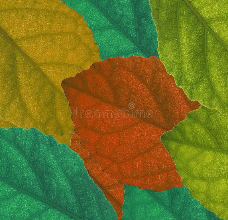 Leaves Colour background stock image. Image of detail - 24759513