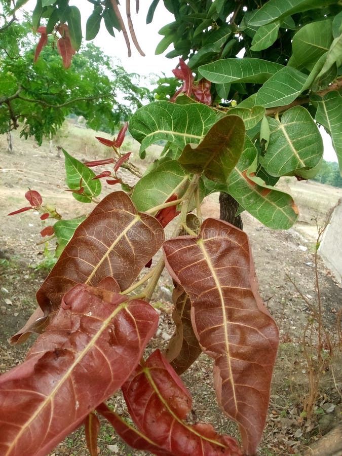 Leaves Colourful Trees Environment Stock Photo - Image of leaves, trees ...