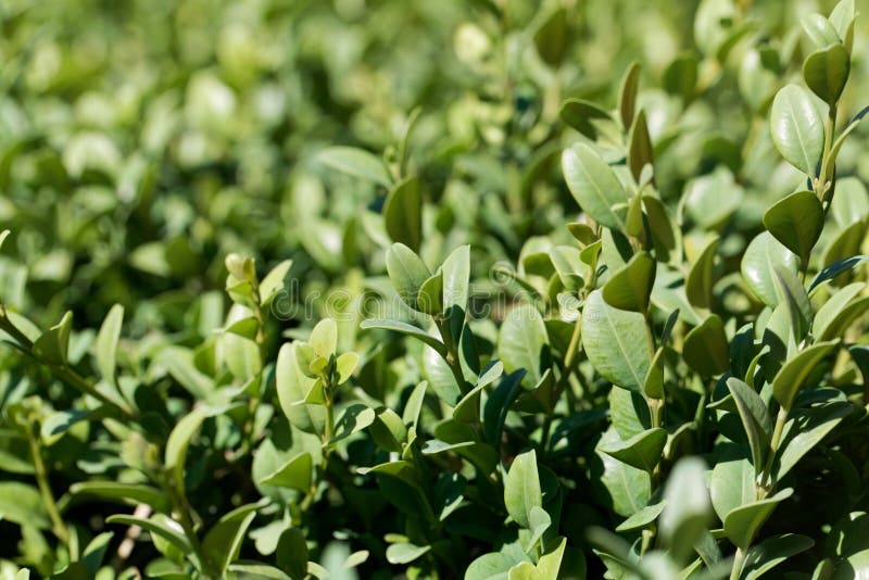 Leaves of a Common Box Bush, Buxus Sempervirens Stock Photo - Image of ...