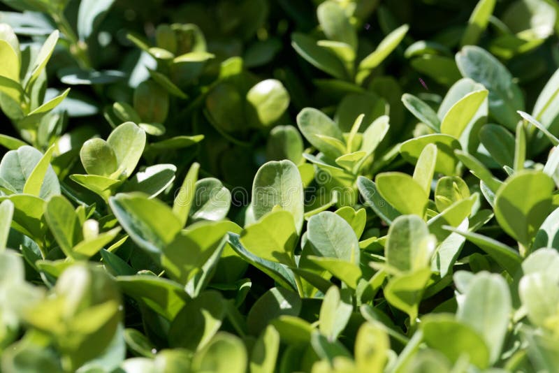 Leaves of a Common Box Bush, Buxus Sempervirens Stock Photo - Image of ...