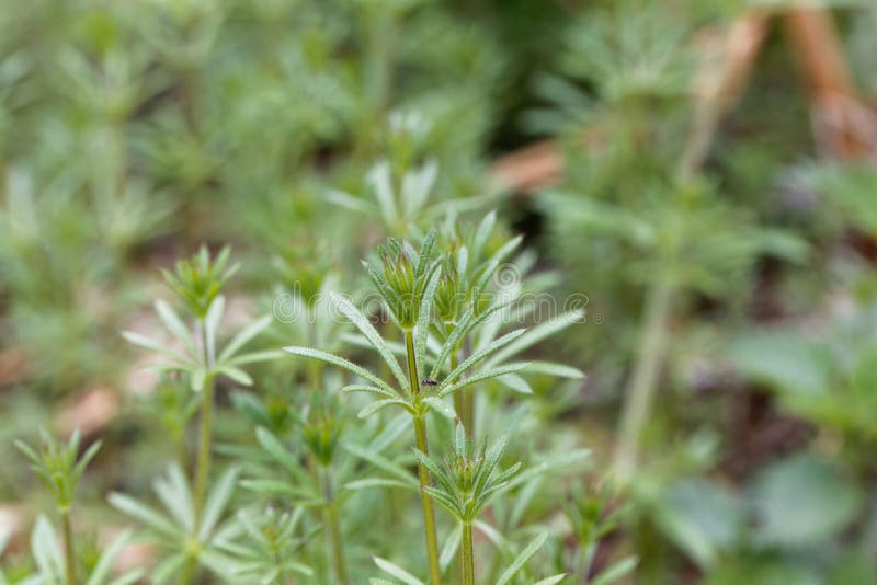 Leaves of Common Cleavers, Galium Aparine Stock Image - Image of ...