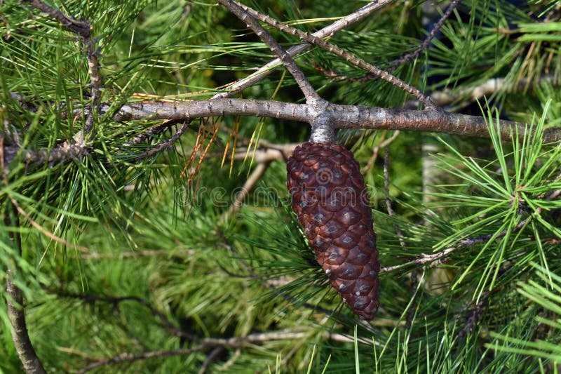 Leaves and Cones of Macedonian Pine (Pinus Peuce) Stock Image - Image ...