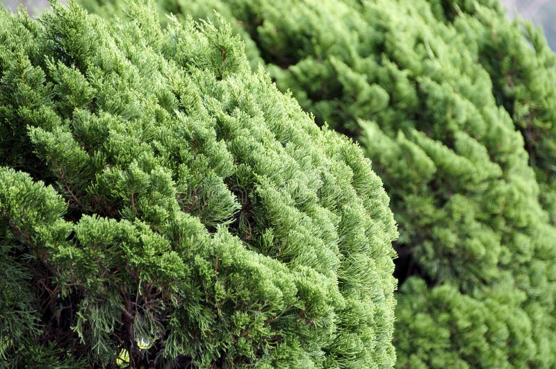 Leaves stock image. Image of outdoors, evergreen, background - 35206745