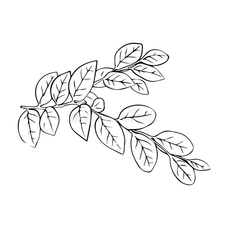 Leaves Continuous Line Drawing. Abstract Minimal Botanical Art Stock ...