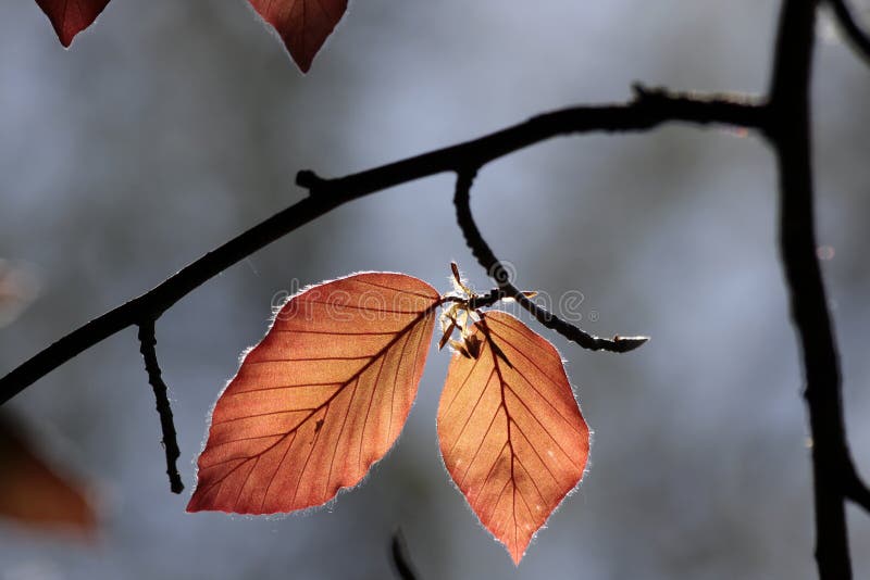 Copper beech tree stock image. Image of hills, fagus - 97472077