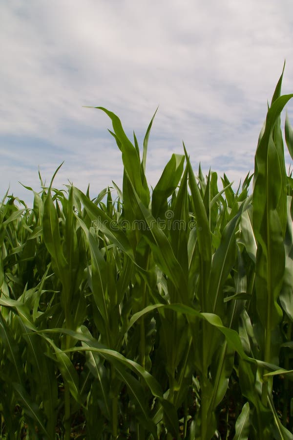 Leaves of corn stock photo. Image of outdoors, agriculture - 22569866