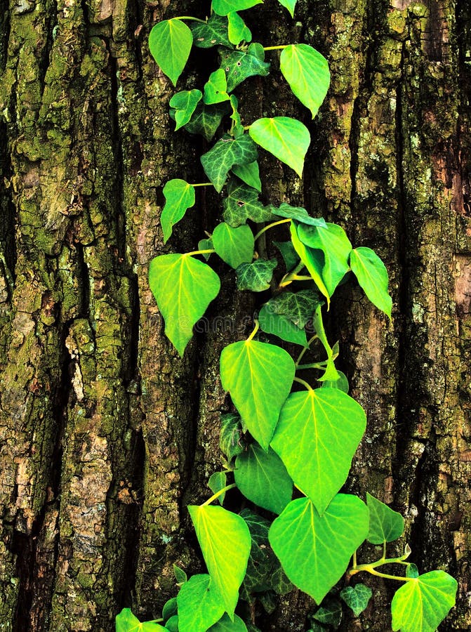 Leaves on a cortex stock photo. Image of green, vegetation - 5138386