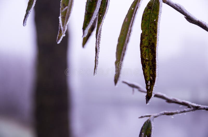 Leaves Covered with Ice Caused by Frozen Fog Stock Image - Image of ...