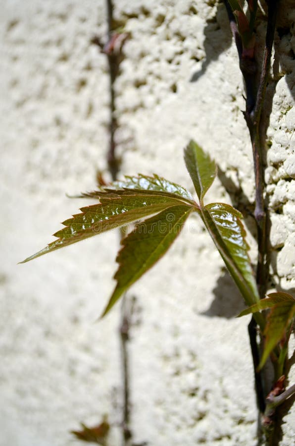 Leaves crawling up a wall stock photo. Image of creeper - 71282164
