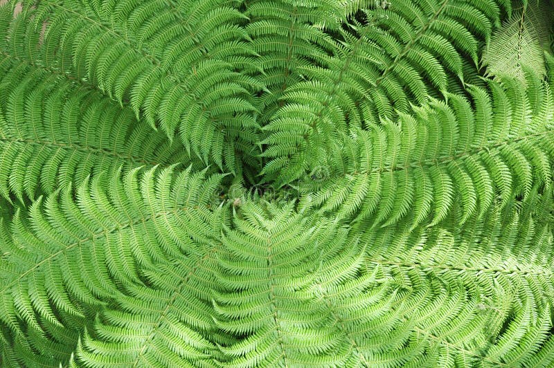 Leaves creating a spiral stock photo. Image of bright - 13894598