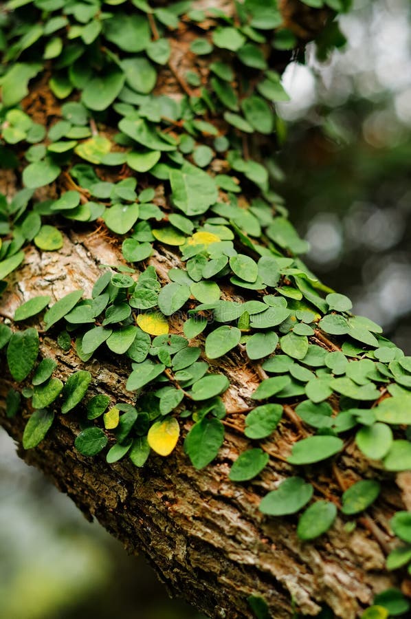 Leaves creeper stock photo. Image of liana, environment - 28281554