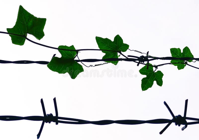 Nature stock image. Image of wire, tone, life, white - 158533887