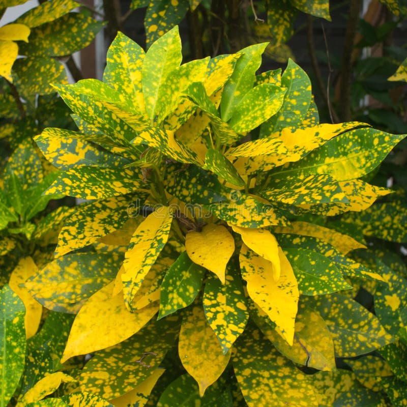 Croton tree in flowerpot stock image. Image of sapling - 17451607