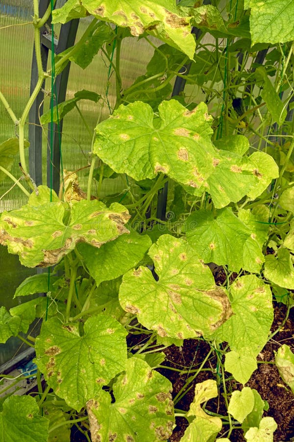 334 Cucumber Pests Stock Photos - Free & Royalty-Free Stock Photos from ...