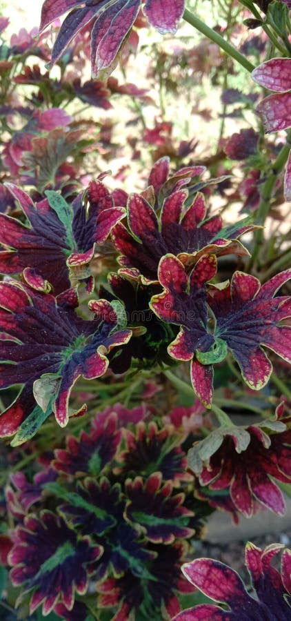 The Leaves is Curly and Red Gradient Stock Image - Image of leaf ...